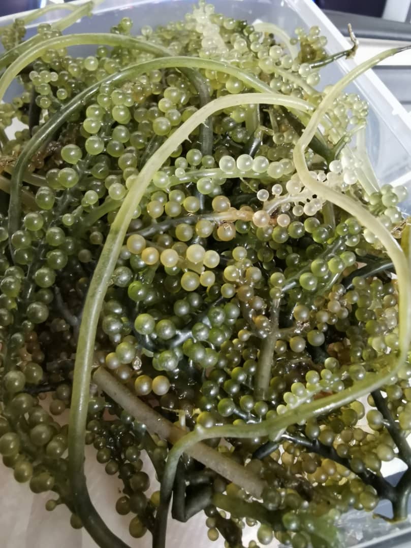 Latok – Makanan Etnik Yang Penuh Khasiat – TeratakEmas.Com