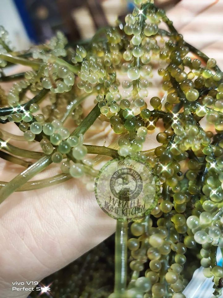 Latok – Makanan Etnik Yang Penuh Khasiat – TeratakEmas.Com